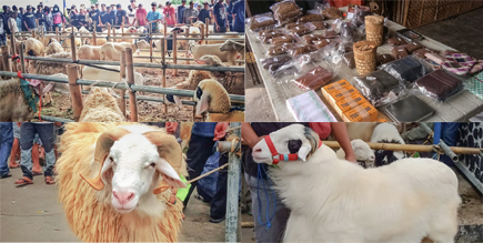 Festival Domba, Siasat Cantik Warga Kaki Gunung Sumbing Tingkatkan ...